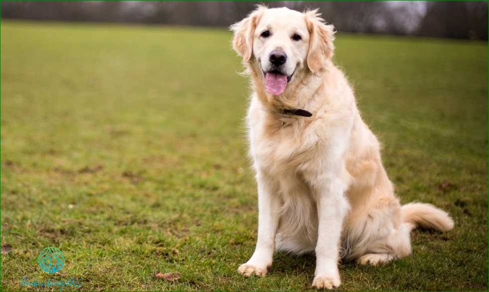 Butik hunderacer - Find den perfekte racehund til din familie - februar ...