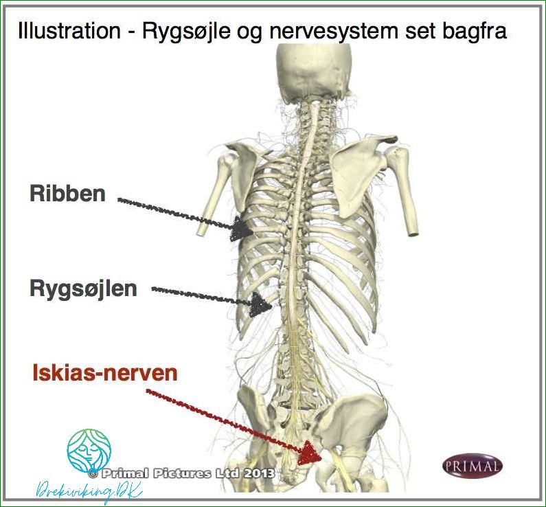 Ondt i højre side af ryggen - Årsager, symptomer og behandling ...